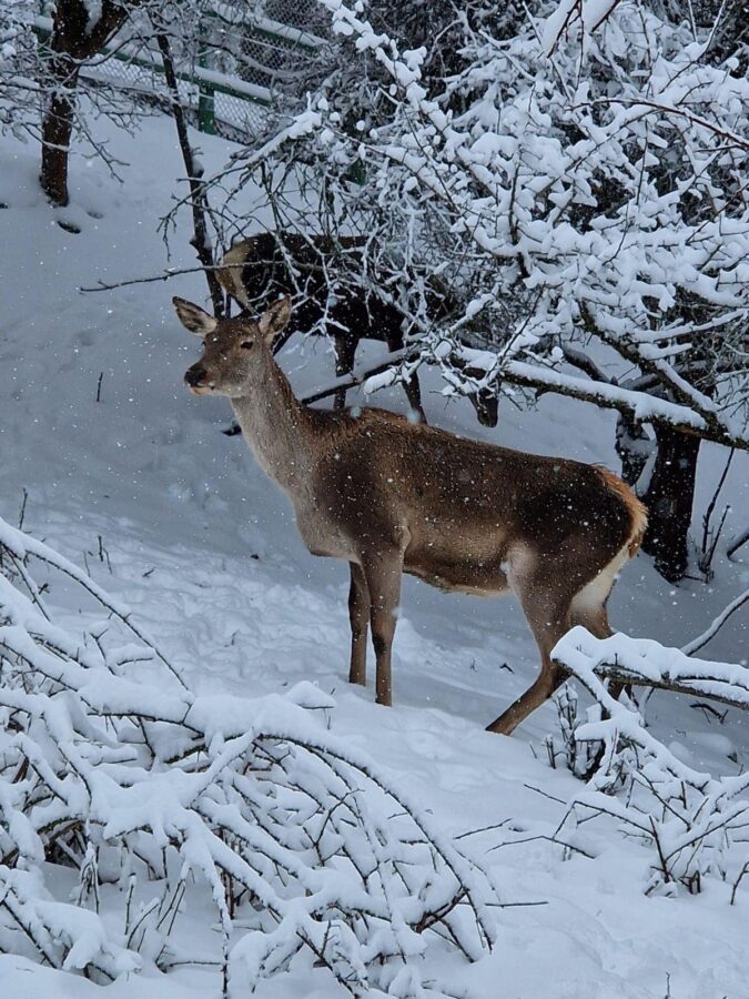 Qar yağdı, maraqlı görüntülər ortaya çıxdı - FOTO+VİDEO - Globalinfo.az