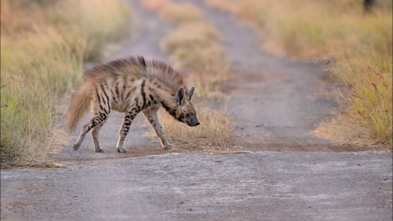 Azərbaycanda bu heyvanların nəsli kəsilməkdədir - Globalinfo.az