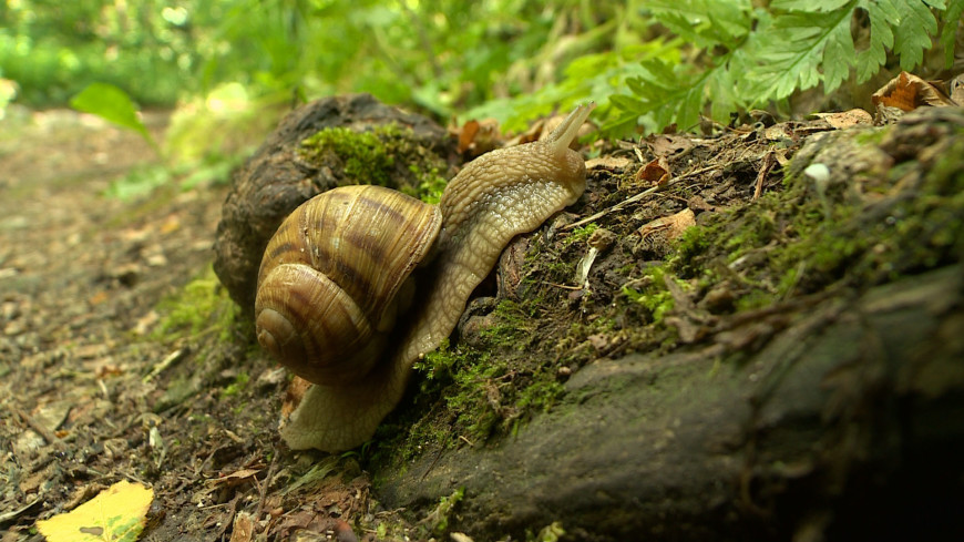 Alimlərdən nadir tapıntı: "Nəsli kəsilmiş ilbiz..." - FOTO - GlobalInfo.az
