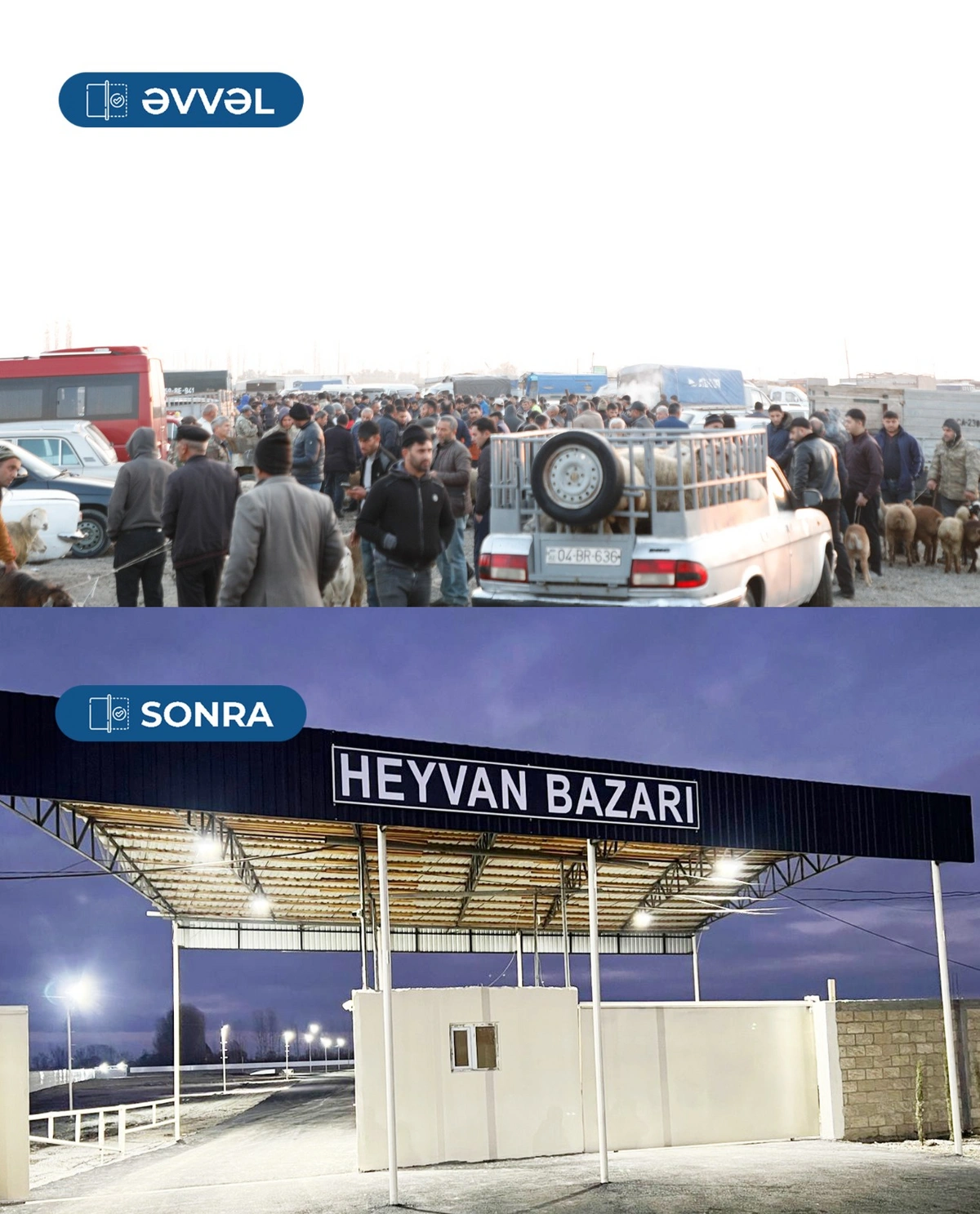 Bərdə heyvan bazarının fəaliyyəti bərpa edildi - FOTOLAR - Globalinfo.az